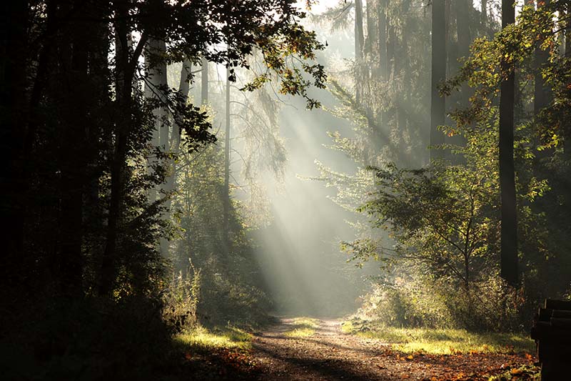 Wat de natuur je kan leren over veranderen - Morgens